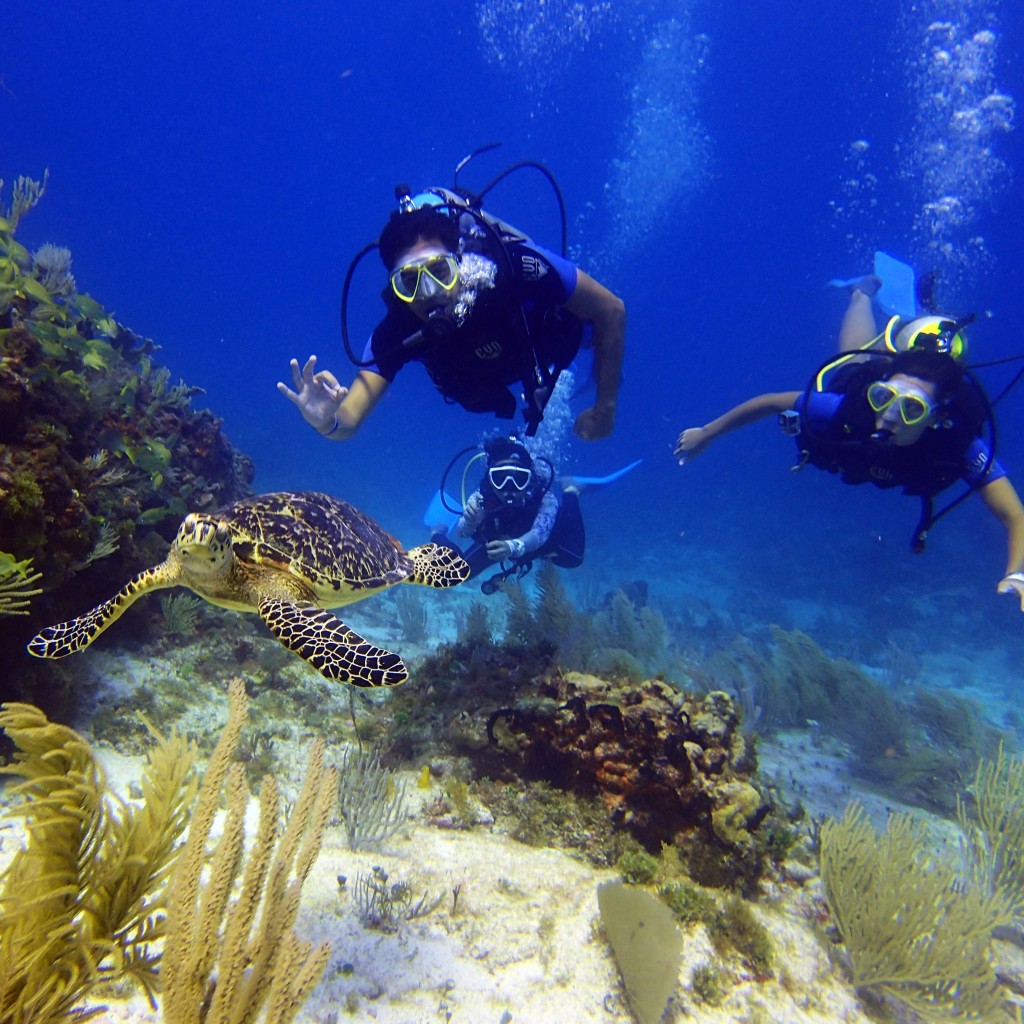 Go Diving Cancun Top Rated Scuba Divining In Cancun