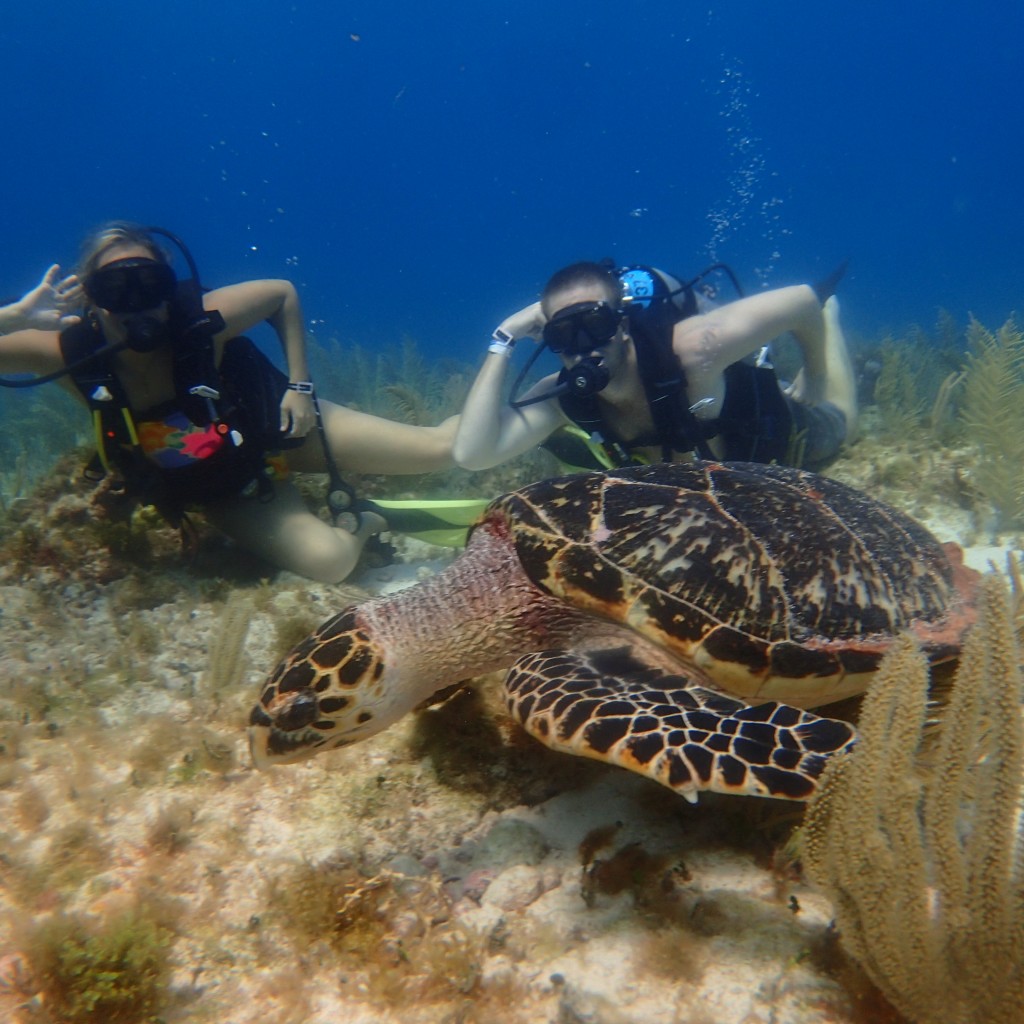 Go Diving Cancun Top Rated Scuba Divining In Cancun